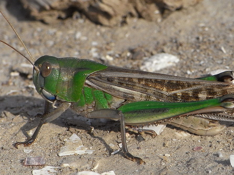 Biologische Heuschrecken-Abwehr - Kommunikation und Öffentlichkeitsarbeit